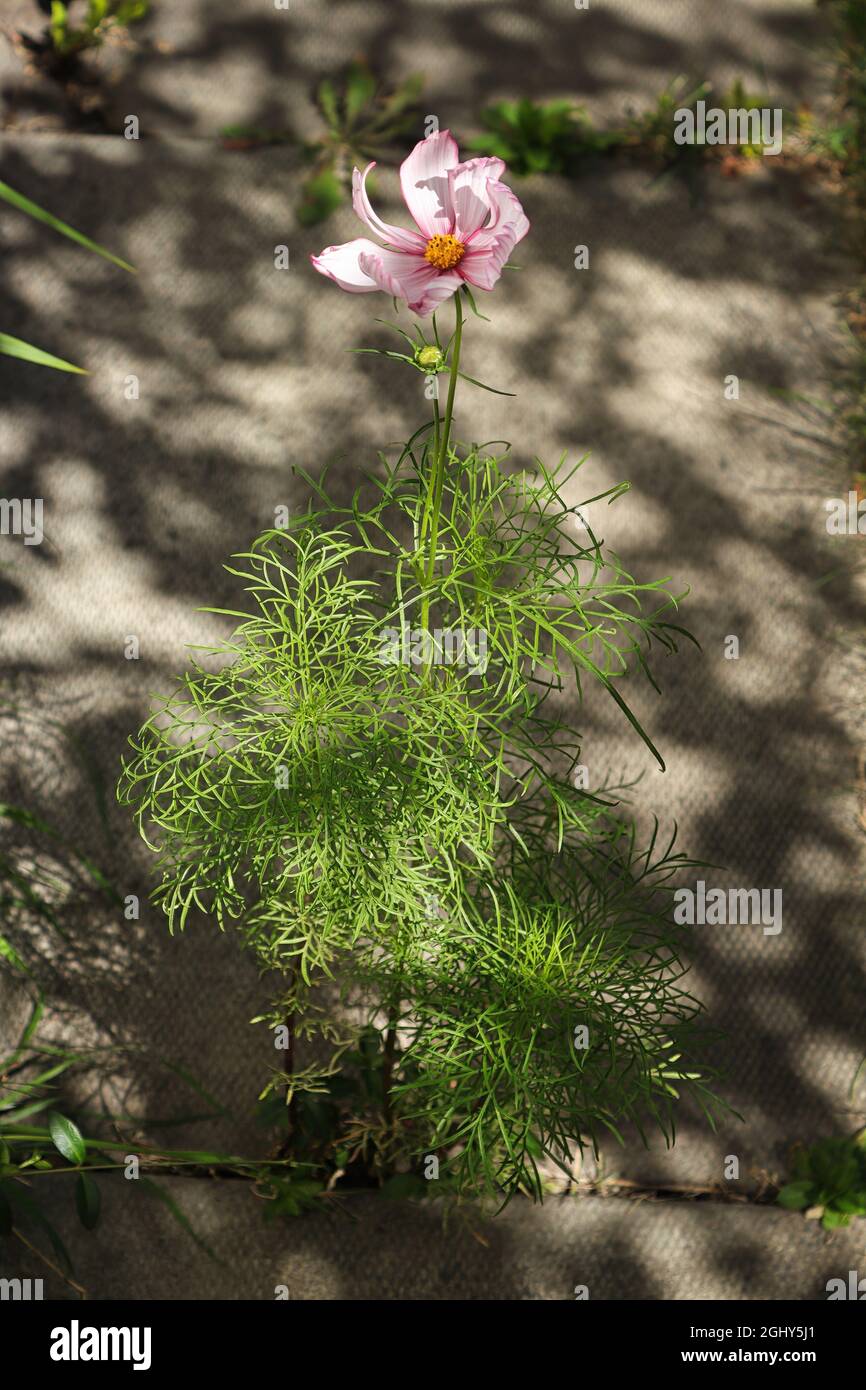A vertical picture of a cosmos flower and stems Stock Photo - Alamy