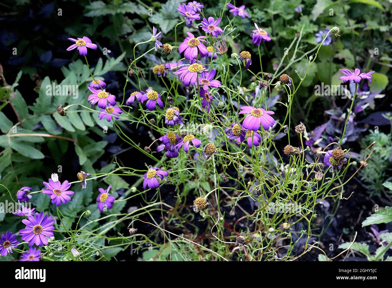 Brachyscome iberidifolia brachy blue hi-res stock photography and ...