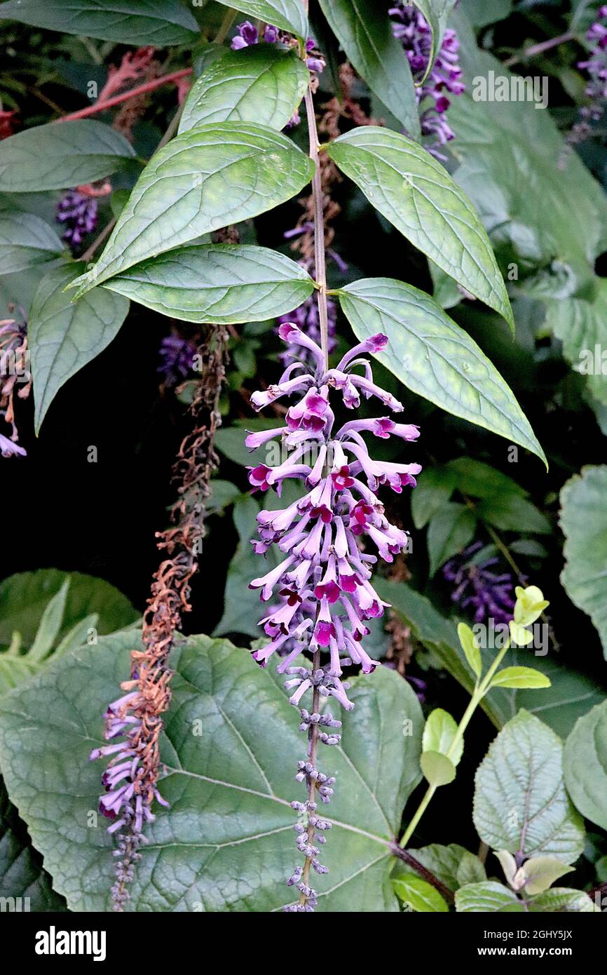 Buddleja lindleyana Lindley’s butterfly bush – pendulous clusters of ...