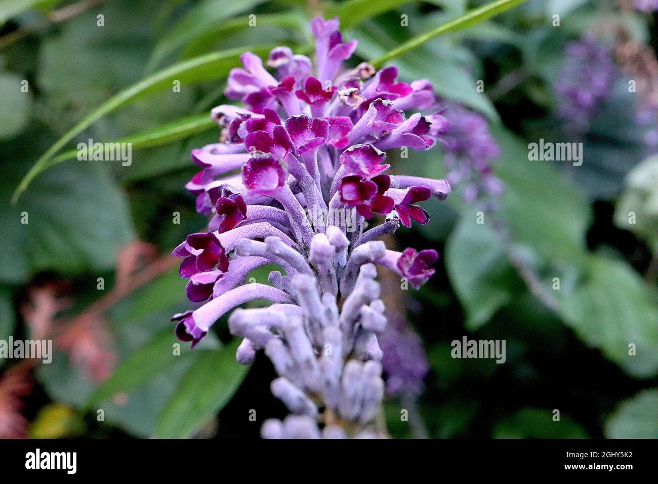 Buddleja lindleyana Lindley’s butterfly bush – pendulous clusters of ...
