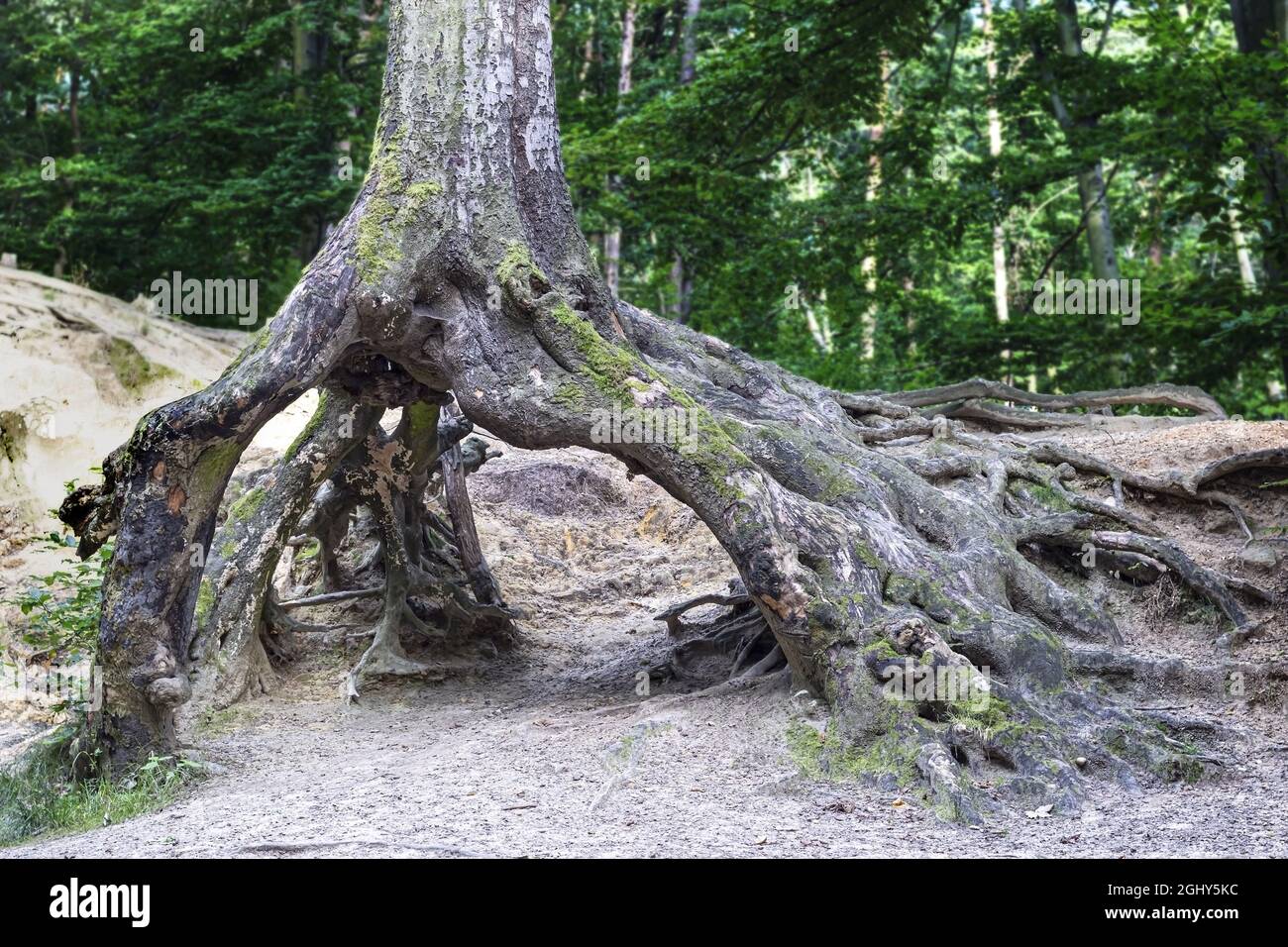Interesting tree roots in forest hi-res stock photography and images ...