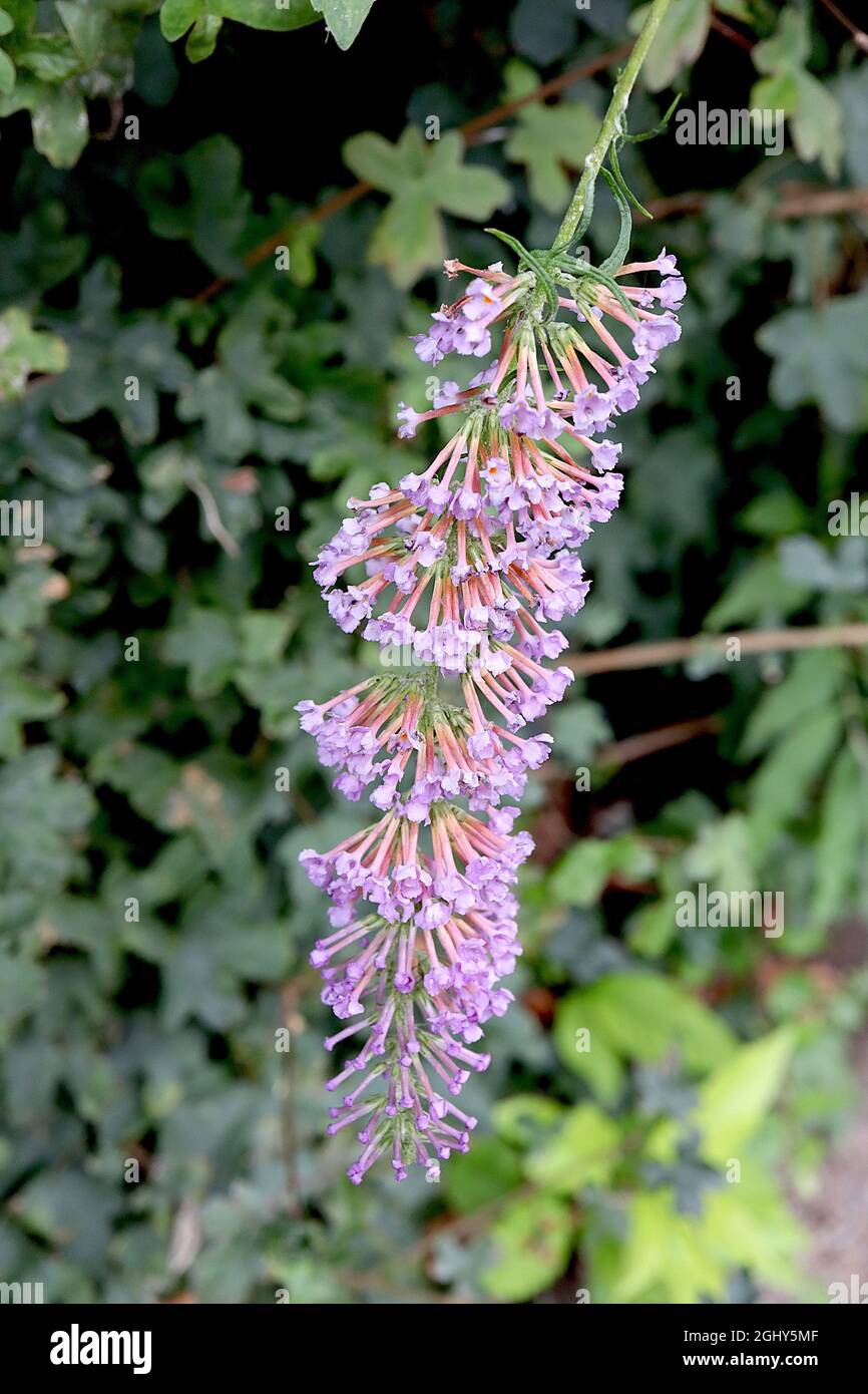 Buddleja officinalis Pale Butterfly bush – pendulous clusters of ...