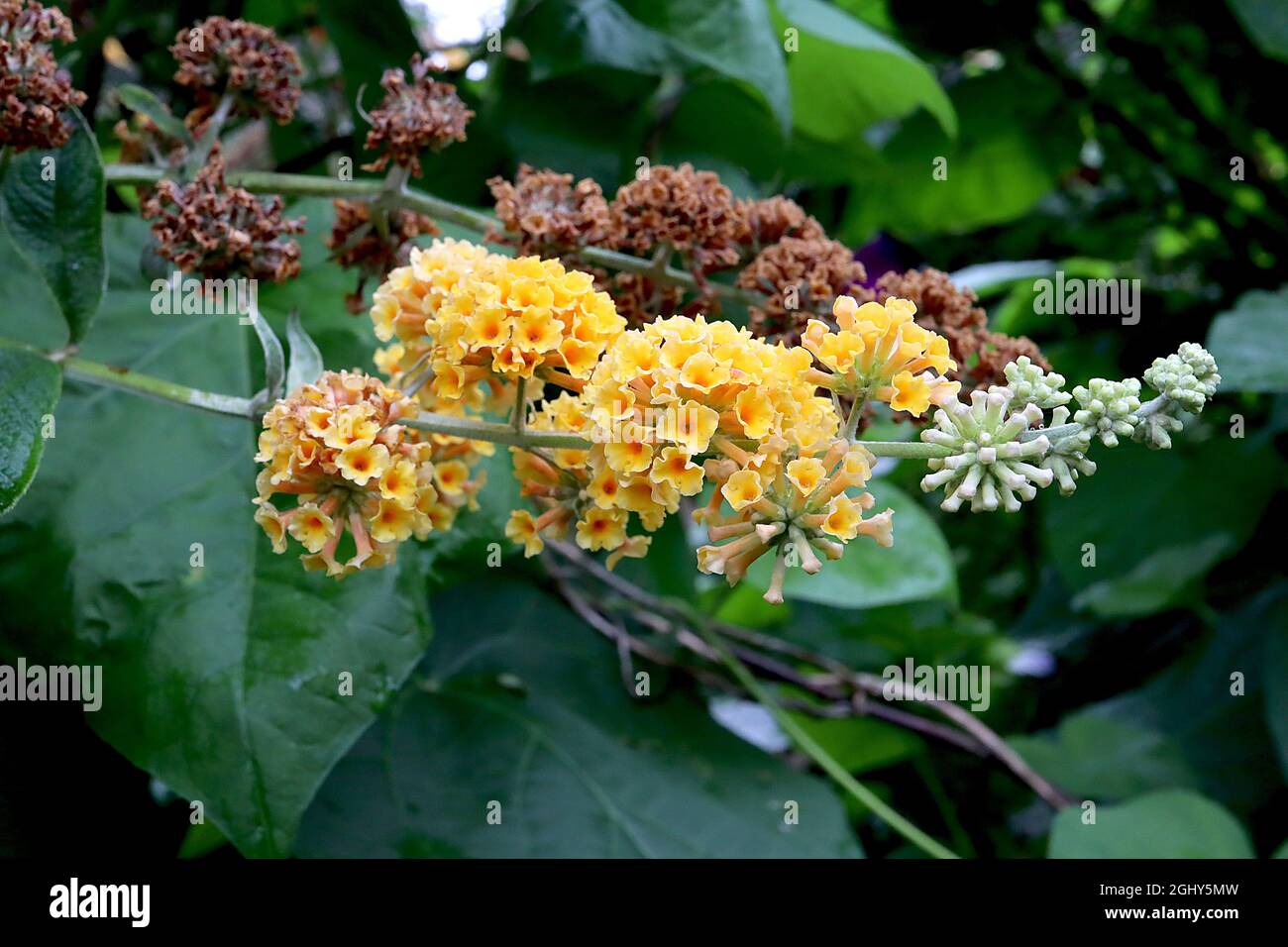 Buddleja x weyeriana ‘Sungold’ butterfly bush Sungold – spherical ...