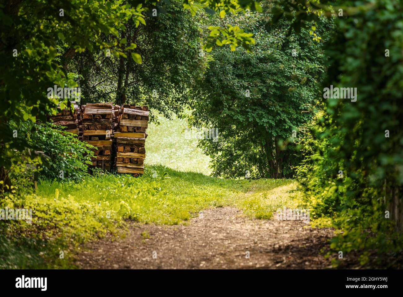 Large logs stacked near a small trail in the forest Stock Photo - Alamy