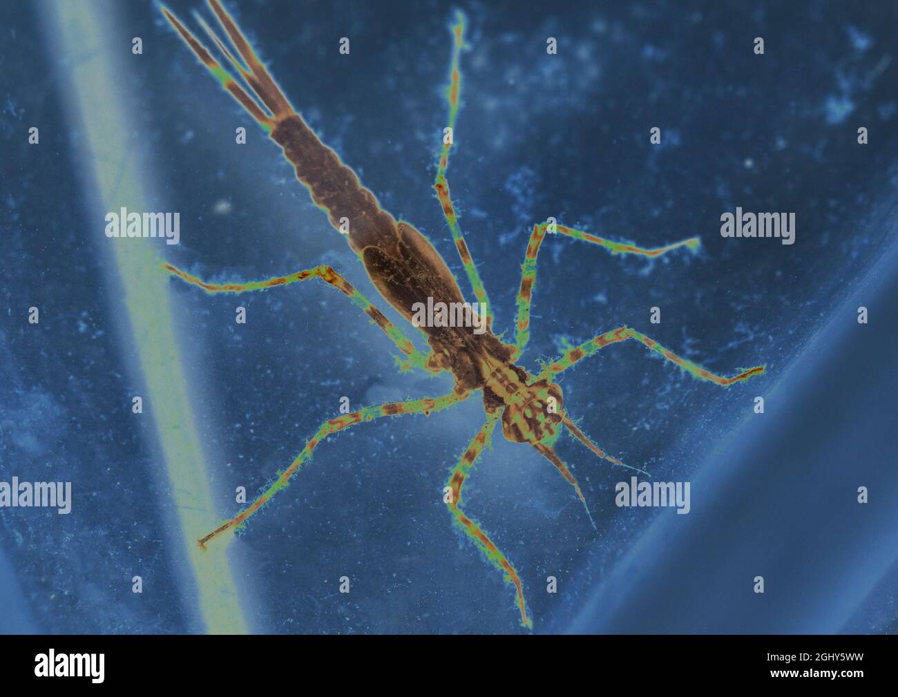 Body under a microscope hi-res stock photography and images - Alamy