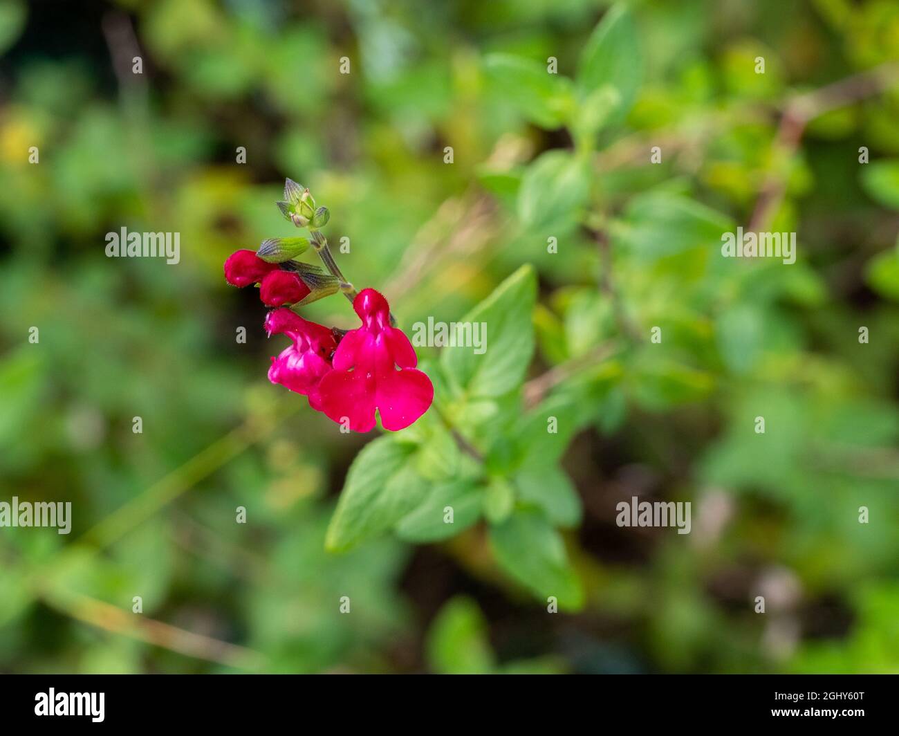 selective focus of baby sage, Graham's sage, or blackcurrant sage ...
