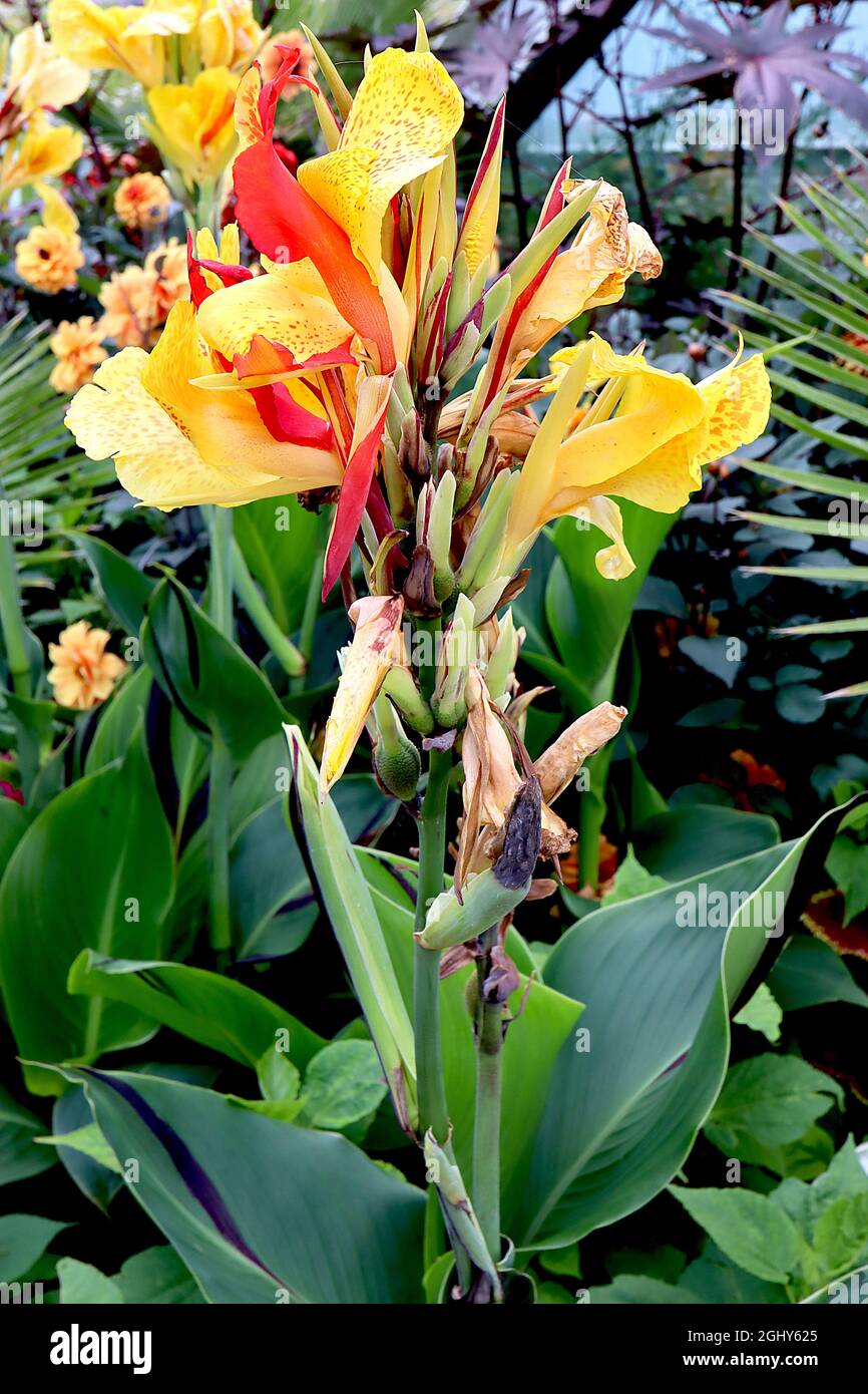Canna ‘Picasso’ Canna lily Picasso – yellow flowers with red spots and ...