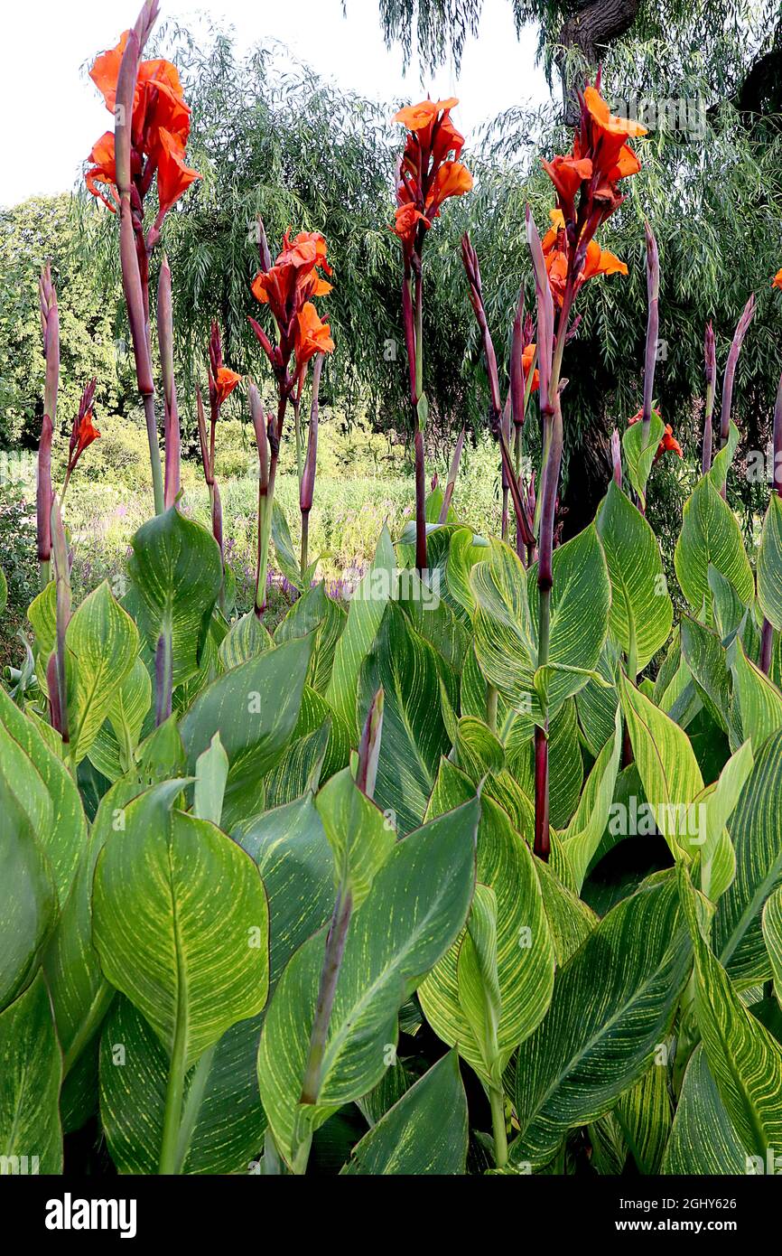 Canna ‘Pretoria’ Canna lily Pretoria – orange flowers and variegated ...
