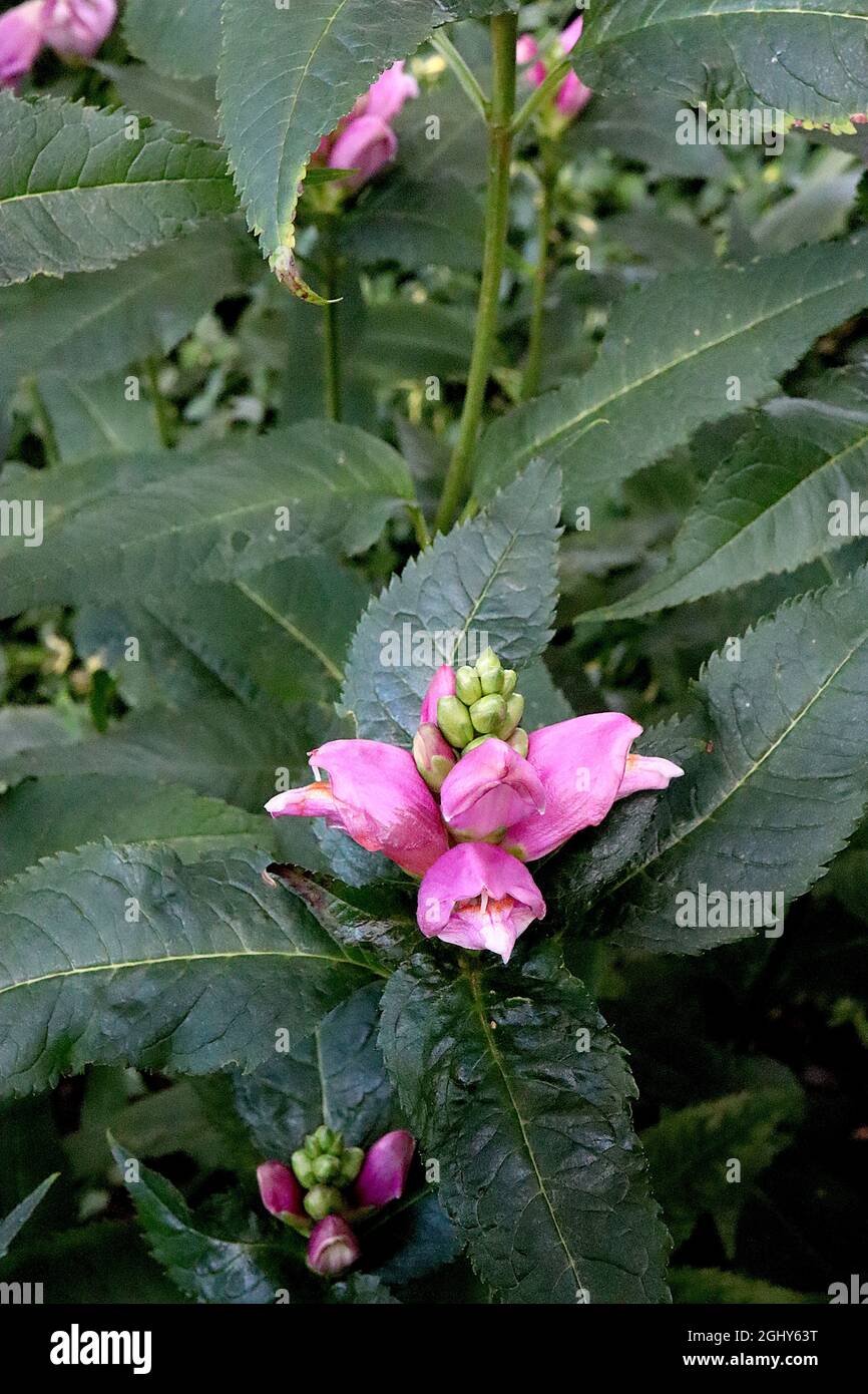 Chelone obliqua twisted shell flower – tight clusters of deep pink two ...
