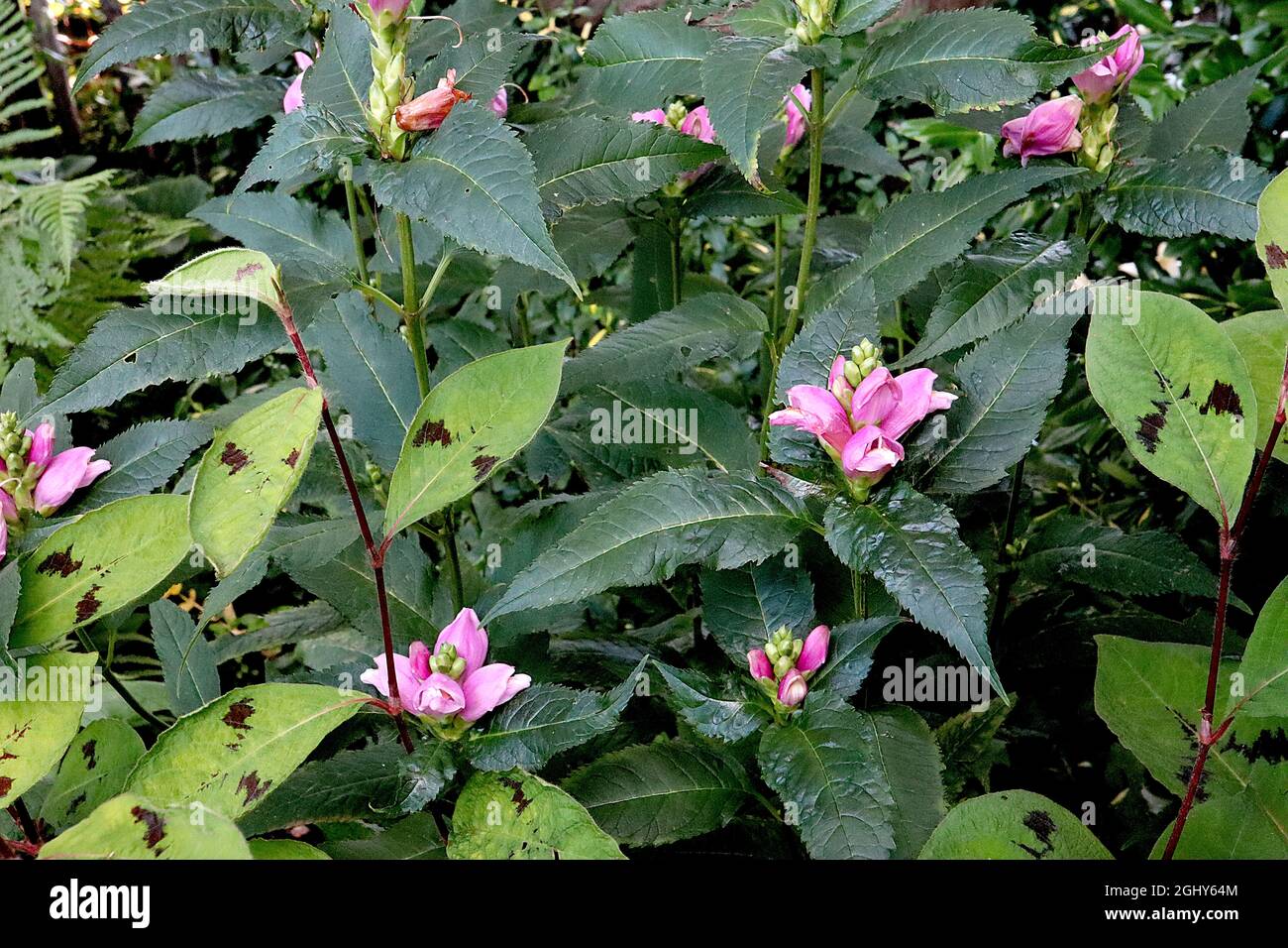 White tipped mouth hi-res stock photography and images - Alamy