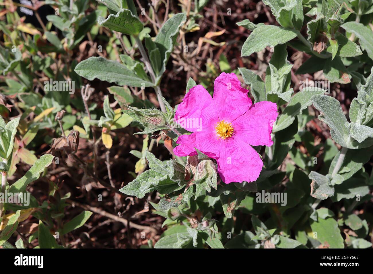 Curl leaved rock rose hi-res stock photography and images - Alamy
