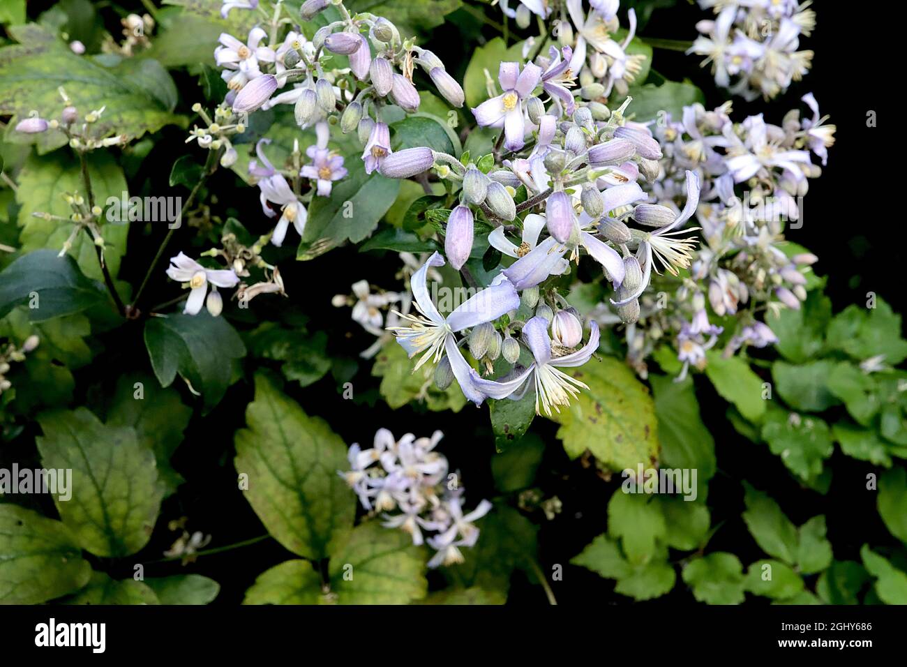 Robert brydon hi-res stock photography and images - Alamy