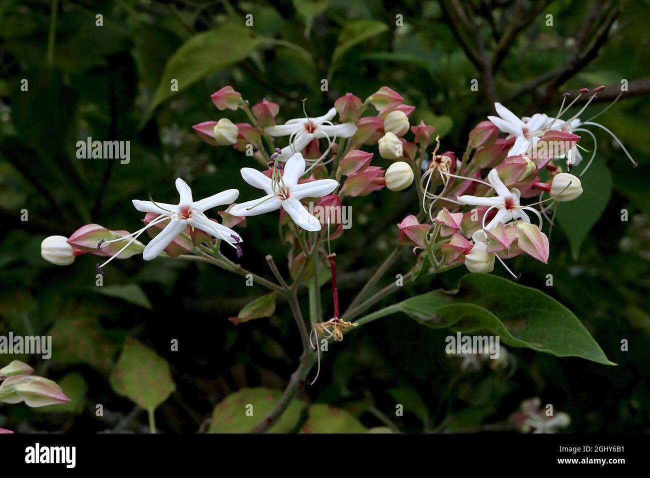 Clerodendrum trichotomum ‘Purple Blaze’ Harlequin glory bower Purple ...