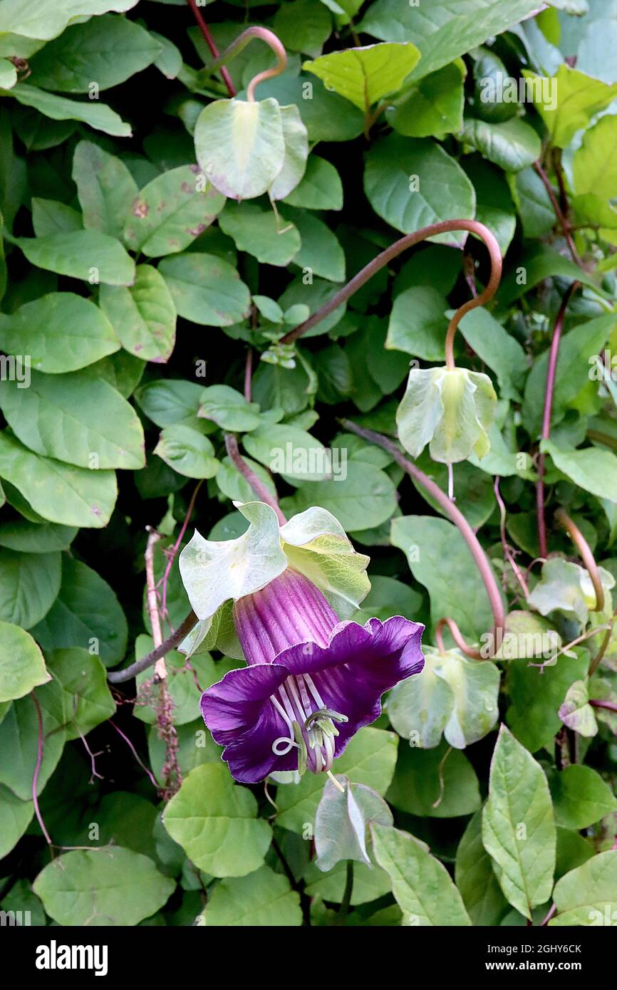 Identify Purple Bell Shaped Flowers