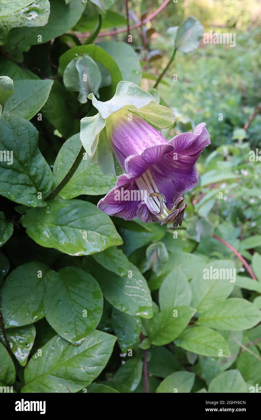 Cobaea scandens ‘Purple’ cup and saucer vine – large purple bell-shaped ...