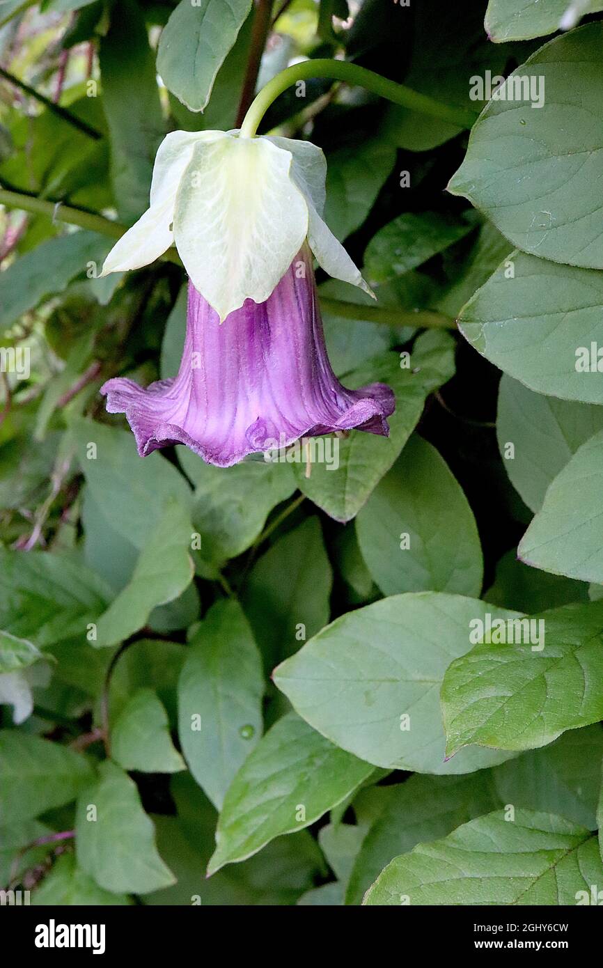 Cobaea scandens ‘Purple’ cup and saucer vine – large purple bell-shaped ...