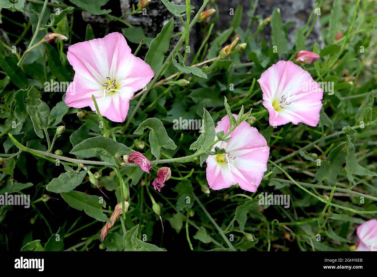 Trumpet like flowers hi-res stock photography and images - Alamy