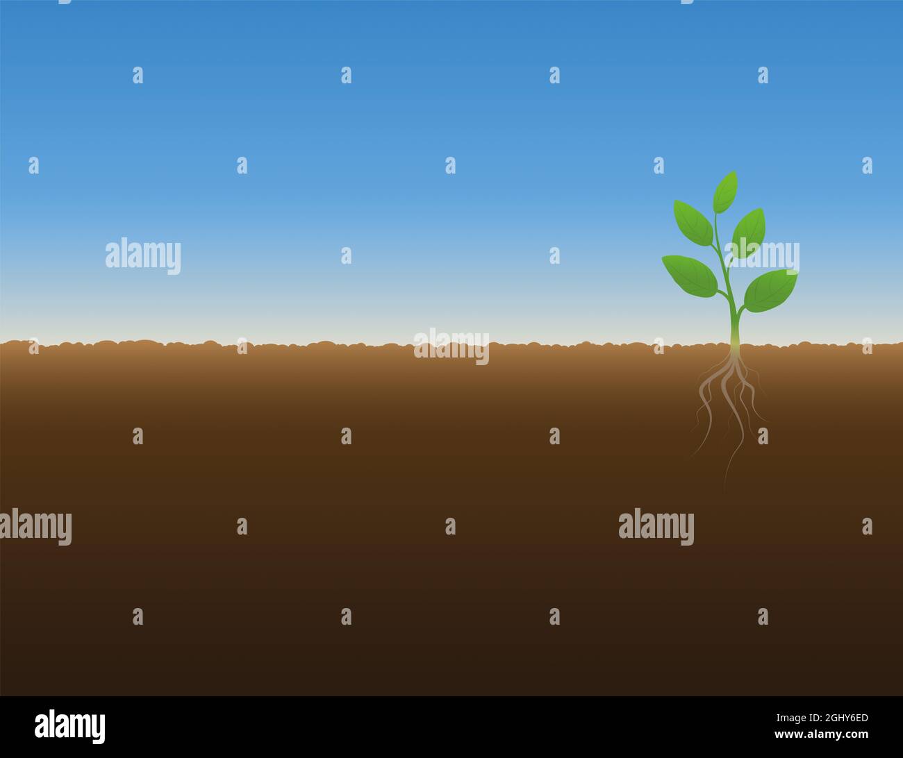 Sprout rises up from the ground. Young little plant with roots sinking ...