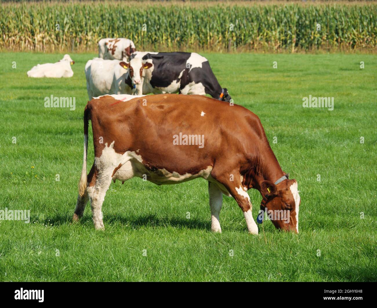 the small city of Bredevoort in ther netherlands Stock Photo - Alamy