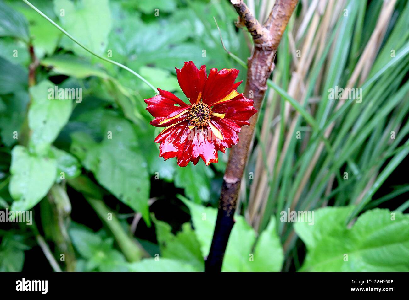 Coreopsis tinctoria uk hi-res stock photography and images - Alamy