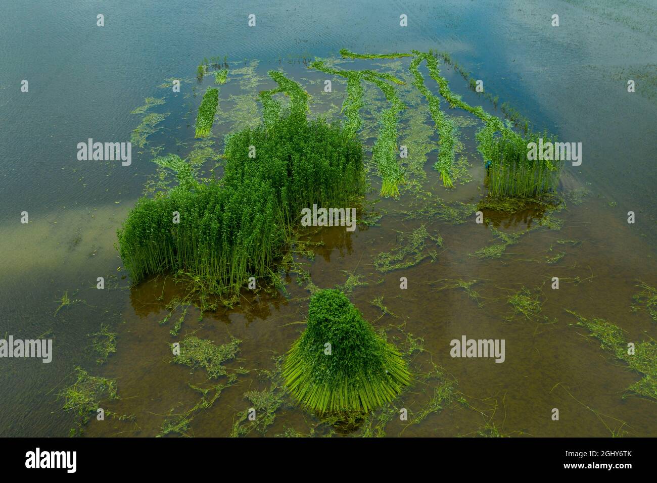 Farmers soaking jute plant in a water body after harvesting them from a ...