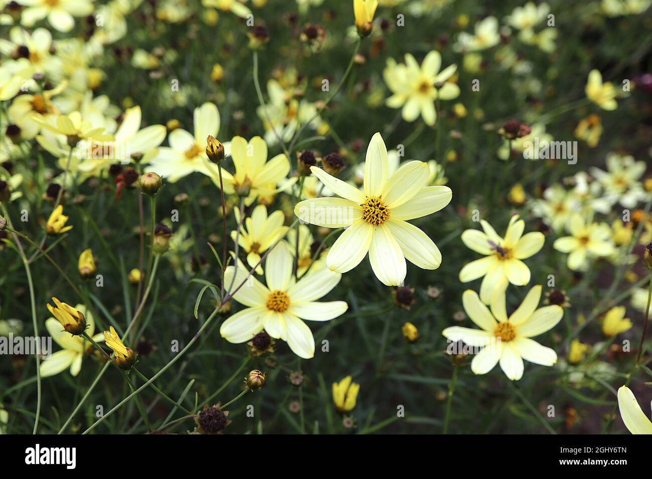 Coreopsis verticillata ‘Moonbeam’ tickseed Moonbeam – cream flowers and ...