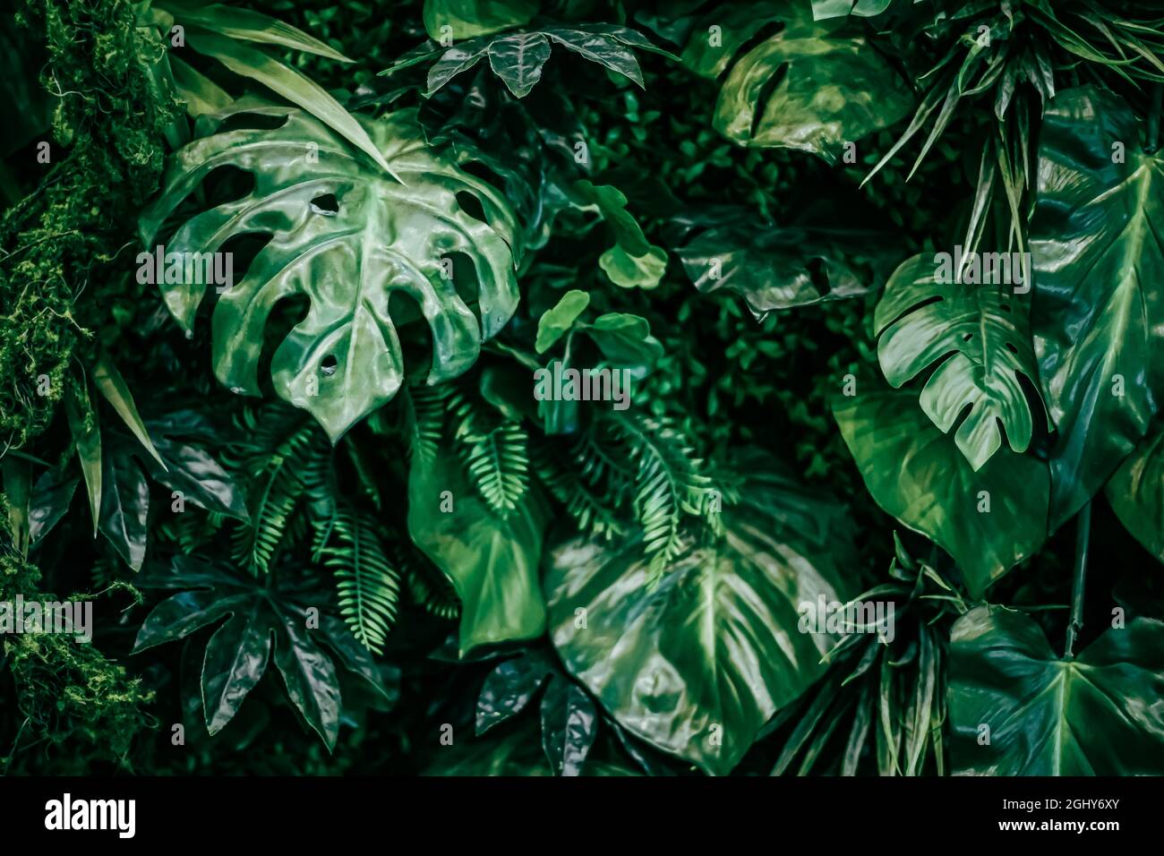 Tropical leaves as nature and environmental background, botanical ...