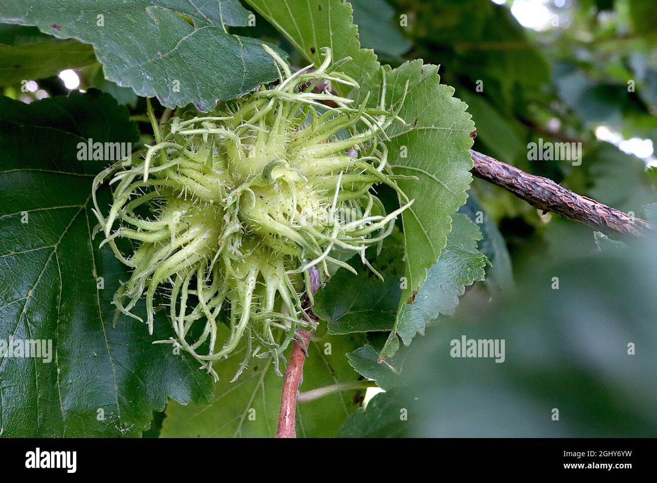 Corylus colurna hi-res stock photography and images - Alamy