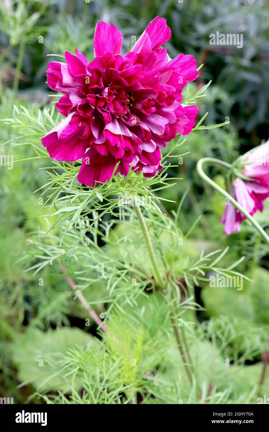 Cosmos bipinnatus ‘Double Click Cranberries’ double deep pink flowers ...