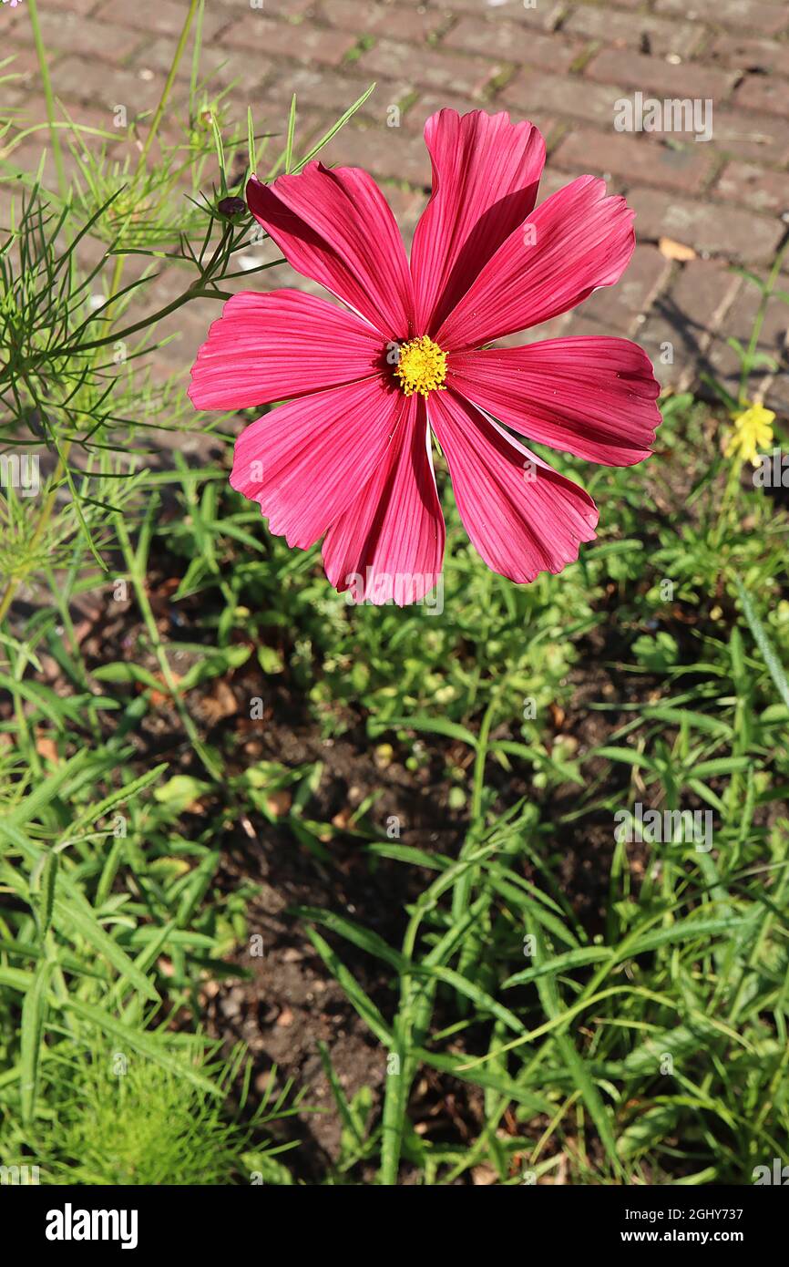 Cosmos bipinnatus ‘Gazebo Red’ single red cerise flowers with long ...