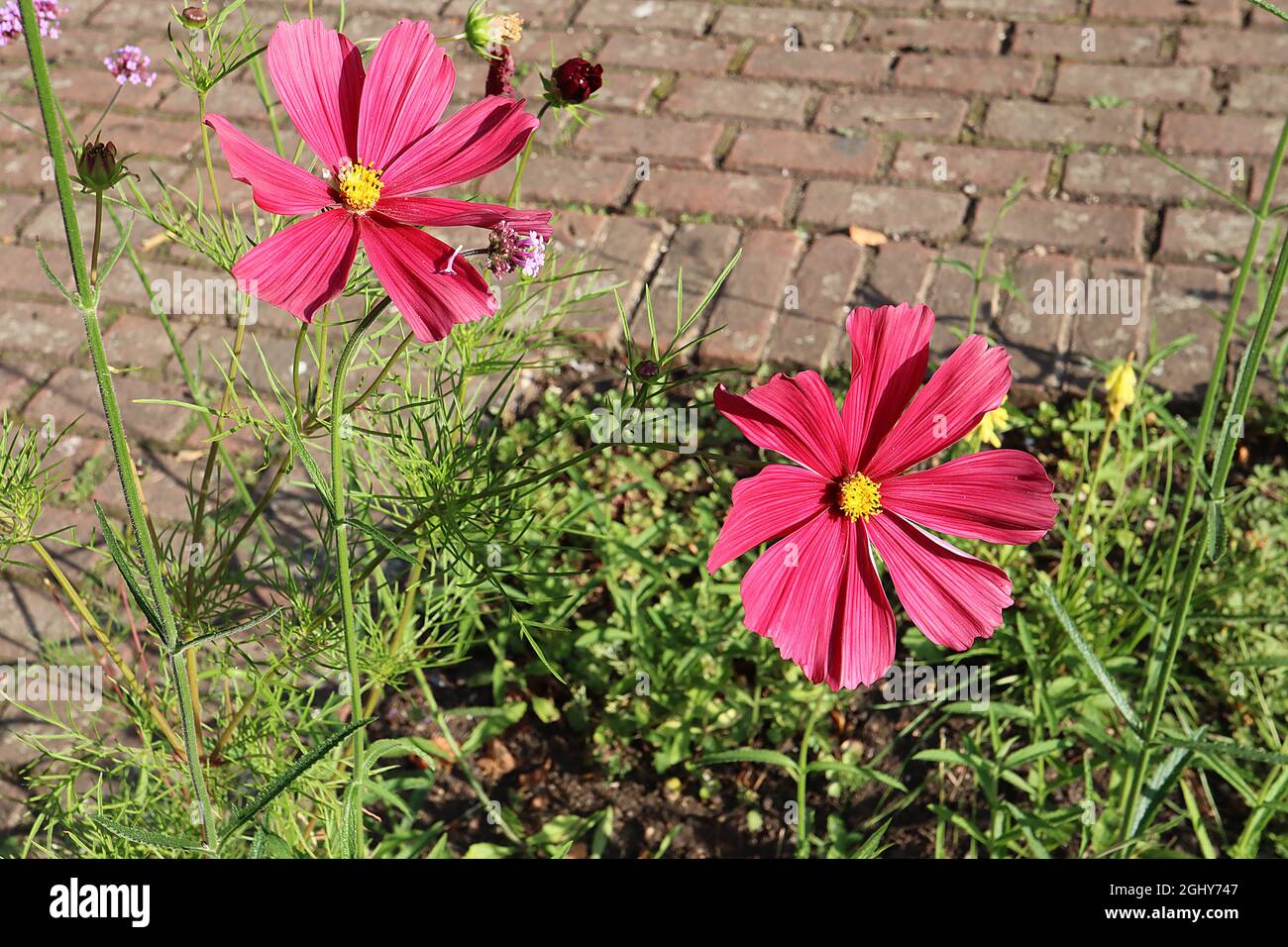 Cosmos bipinnatus ‘Gazebo Red’ single red cerise flowers with long ...