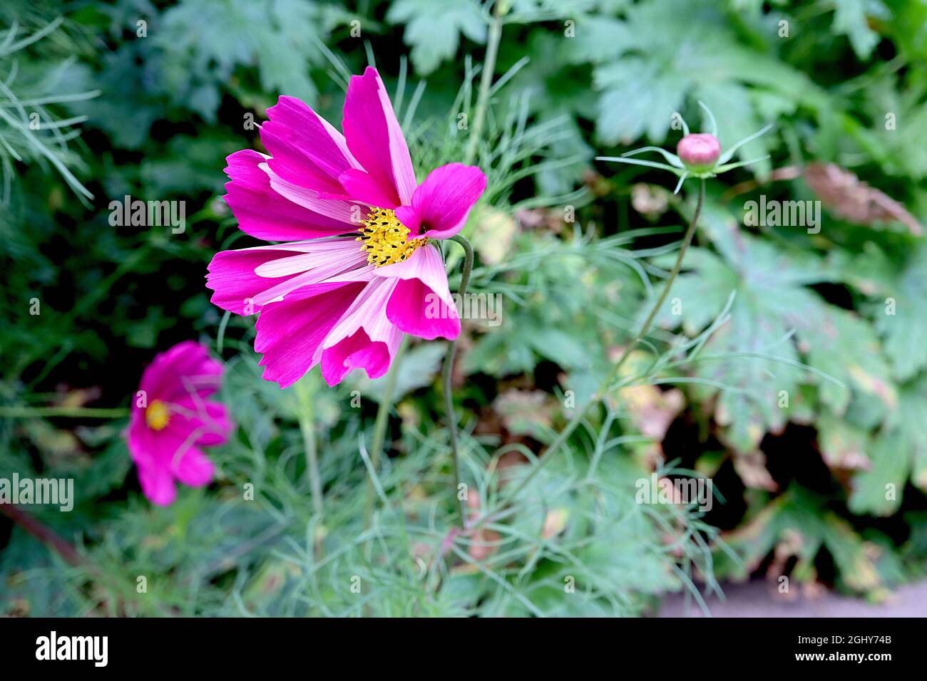 Cosmos bipinnatus ‘Sea Shells’ single deep pink flowers with tubular ...