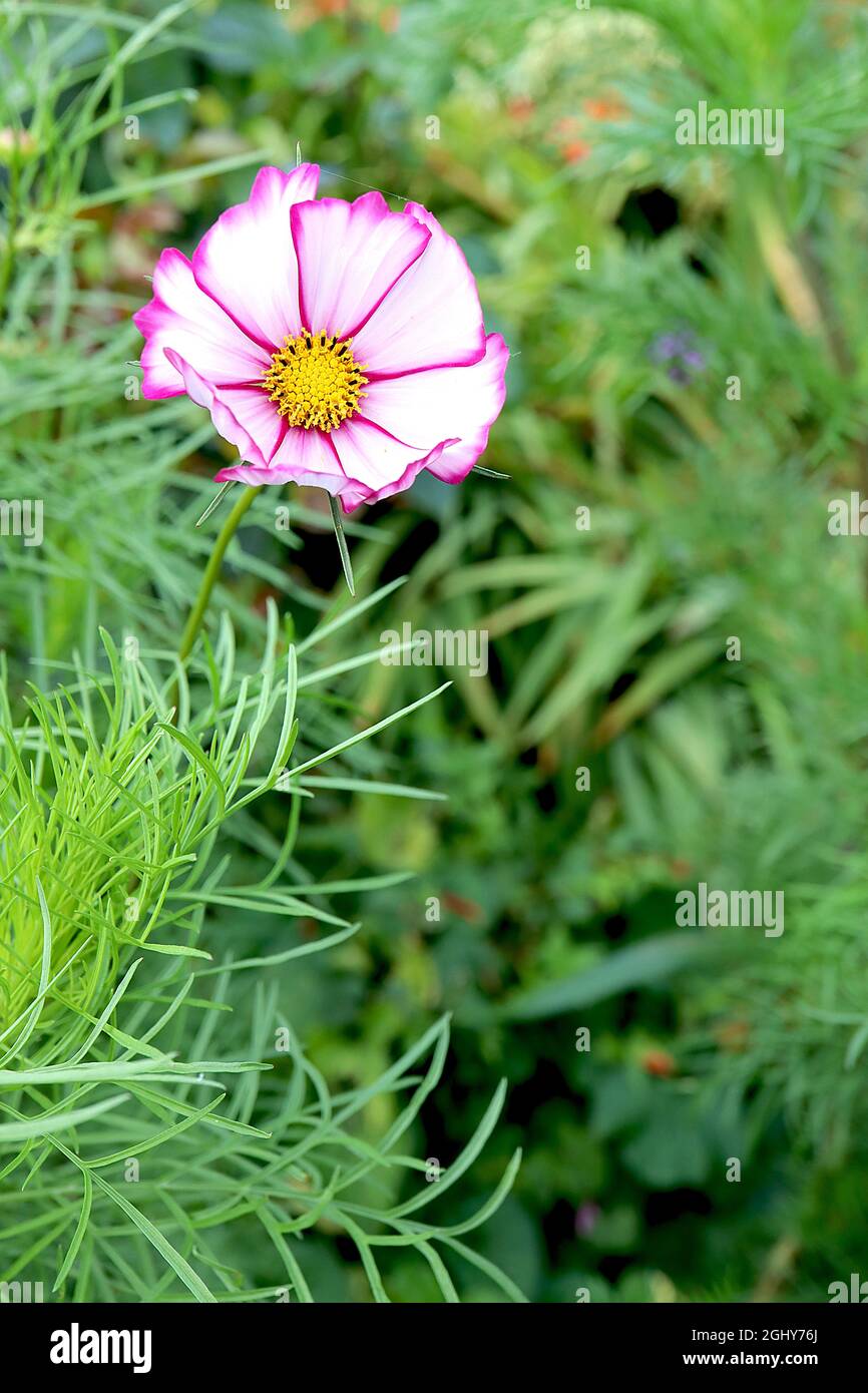 Cosmos bipinnatus ‘Tip Top Picotee’ single white flowers with deep pink ...