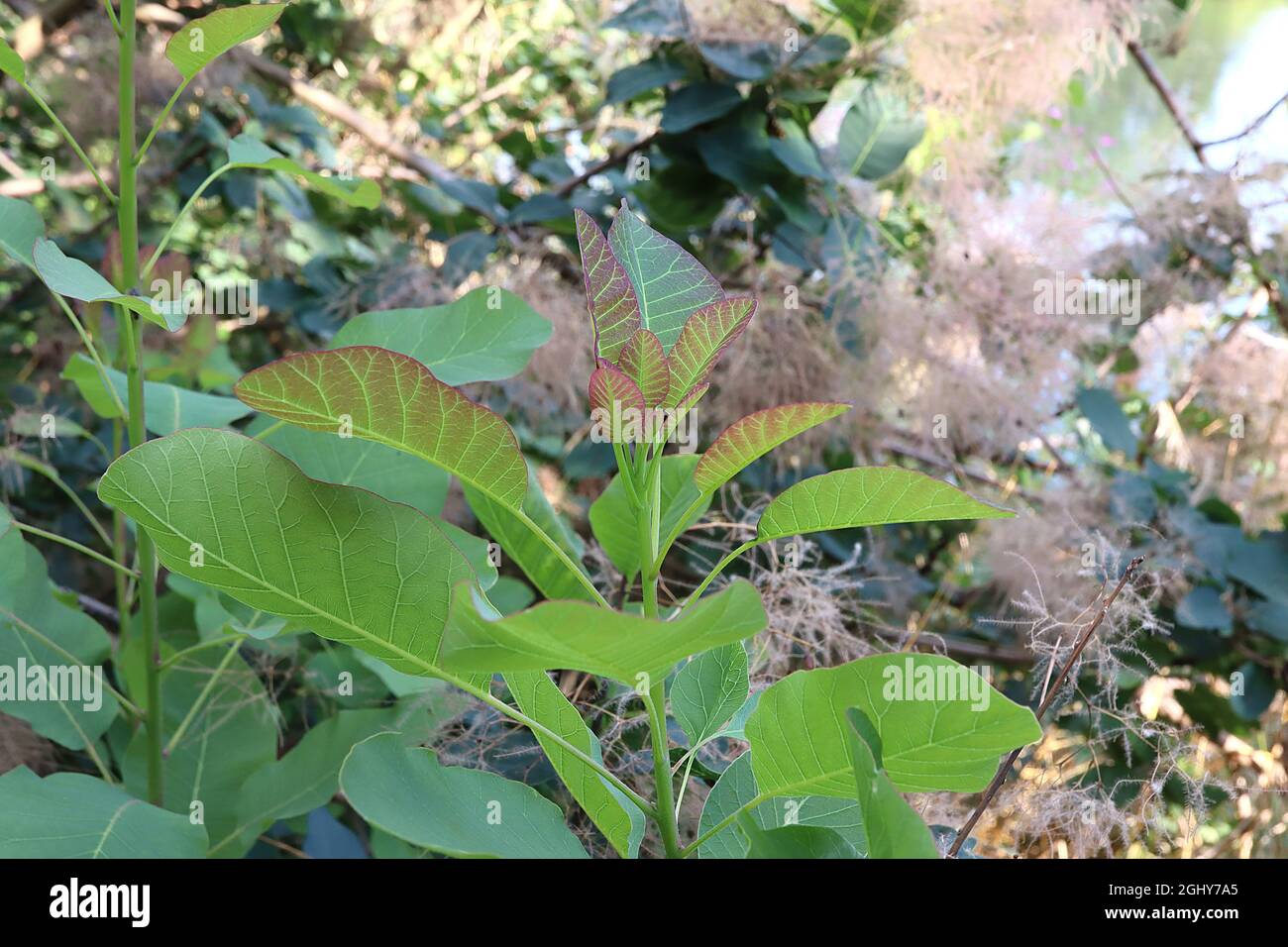 Cotinus coggygria old fashioned hi-res stock photography and images - Alamy