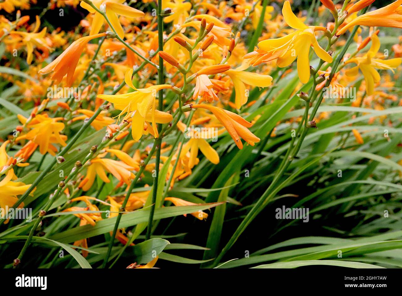 Horizontally branched stems hi-res stock photography and images - Alamy