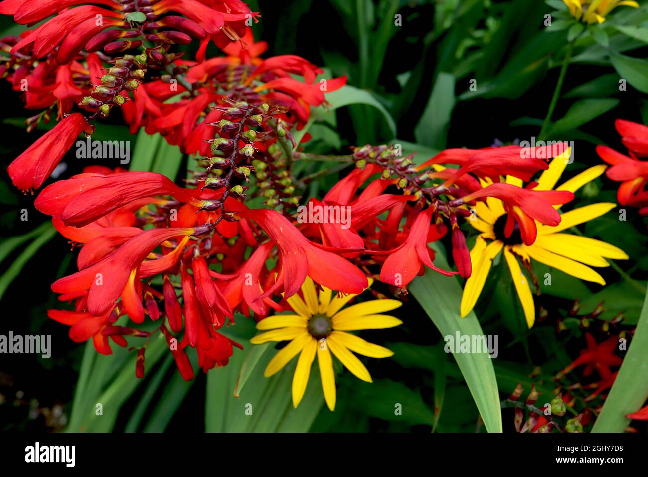 Crocosmia lucifer montbretia flower flowers hi-res stock photography ...
