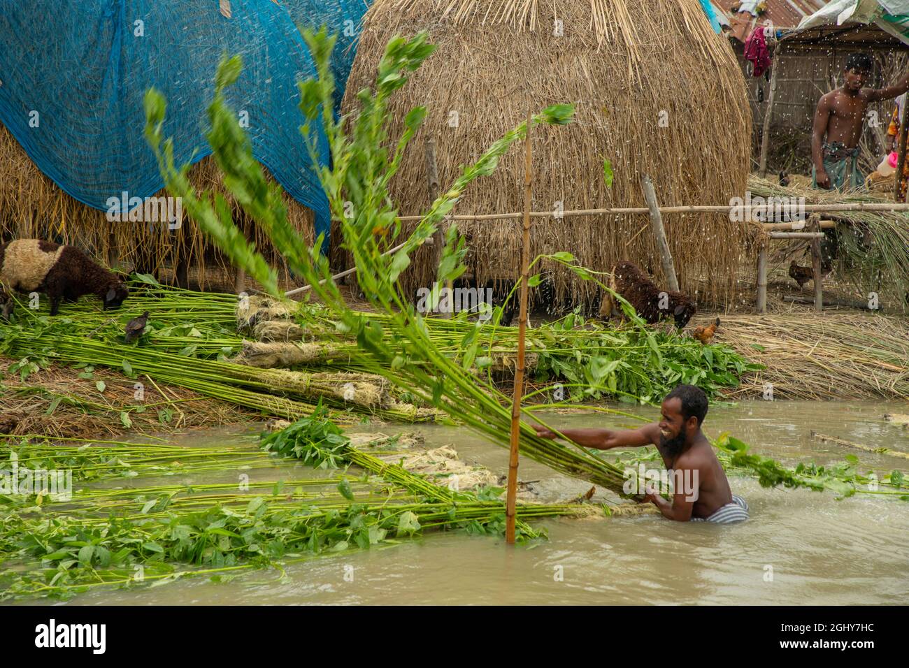 Farmers soaking jute plant in a water body after harvesting them from a ...