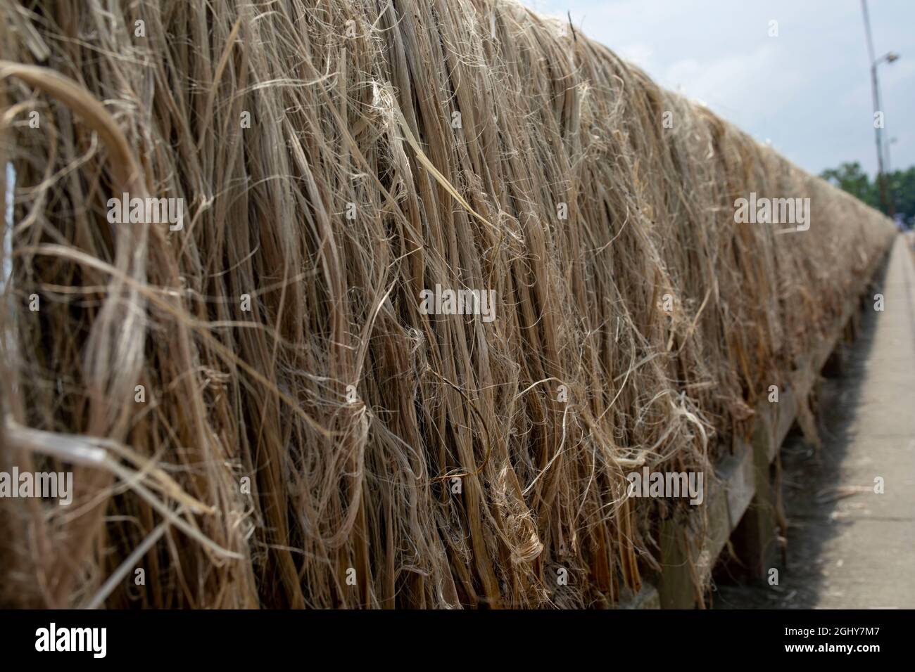 A farmer drying jute fiber on a bridge at Sariakandi in Bogra ...