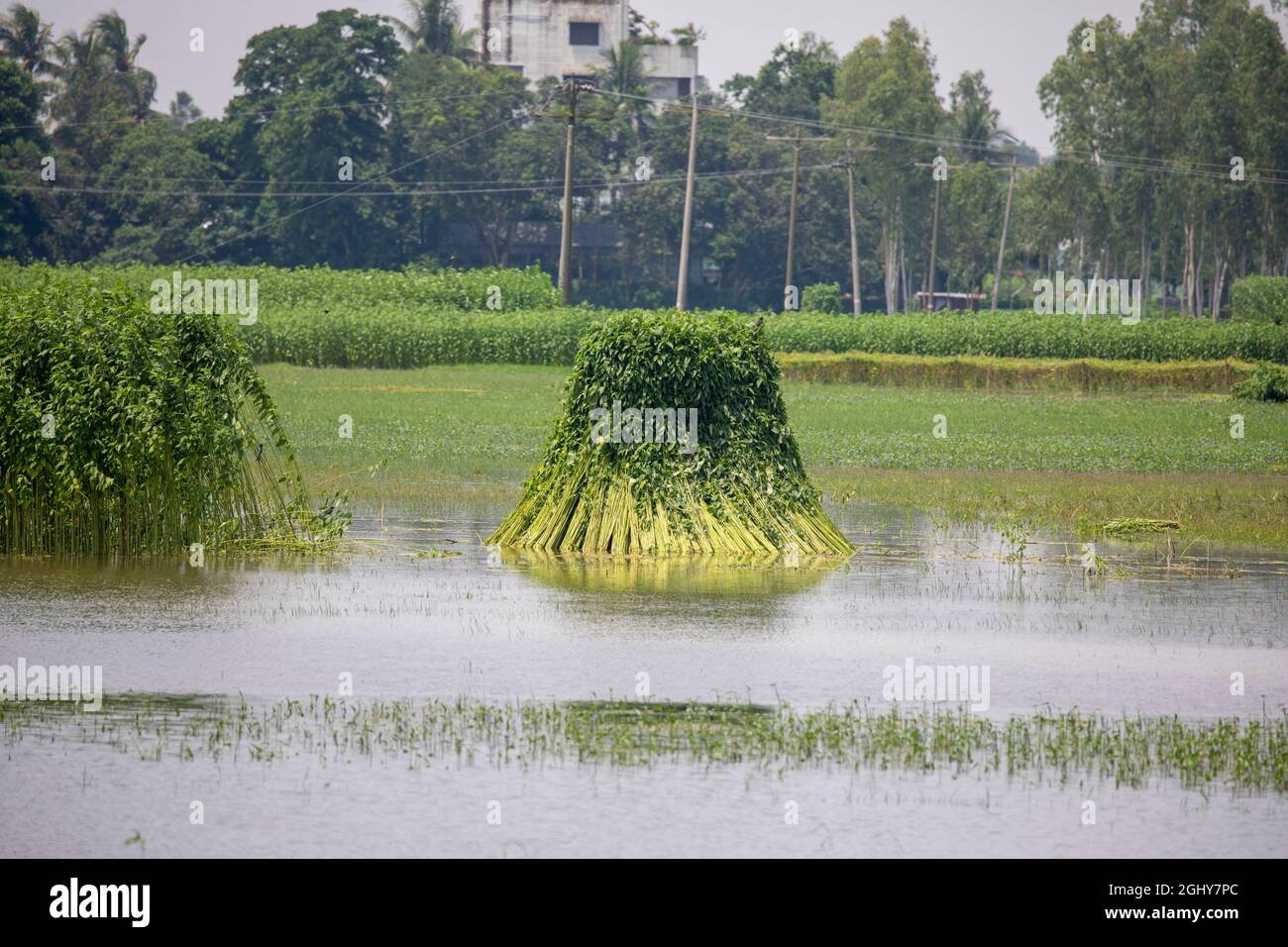 Farmers soaking jute plant in a water body after harvesting them from a ...