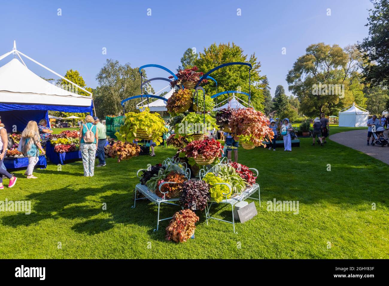 Display of heucheras at a stall at RHS Garden Wisley Flower Show 2021 ...