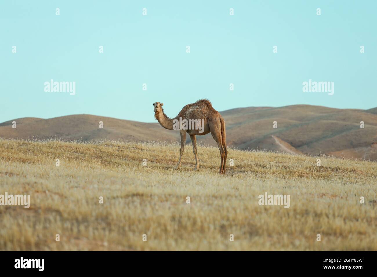 Camel standing on Desert land at Sunrise Stock Photo - Alamy