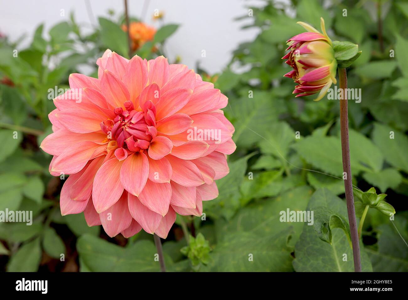 Dahlia ‘Jitterbug’ Decorative Dahlia Group 5 coral pink flowers with yellow wash, yellow petal ...