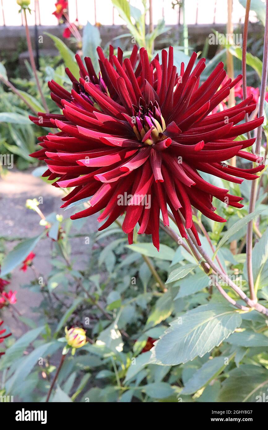 Dahlia ‘Nuit D'Ete’ Semi-cactus dahlia Group 9 deep red flowers with ...