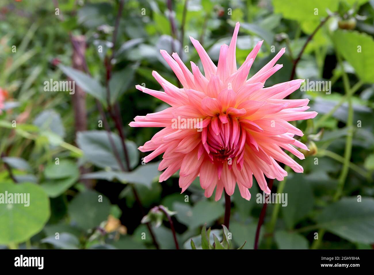Dark pink inner petals hi-res stock photography and images - Alamy