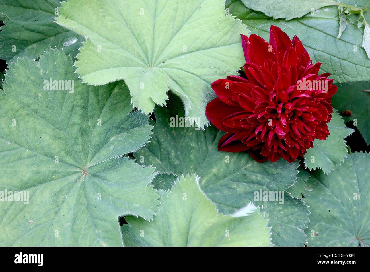 Reflexed red petals hi-res stock photography and images - Alamy