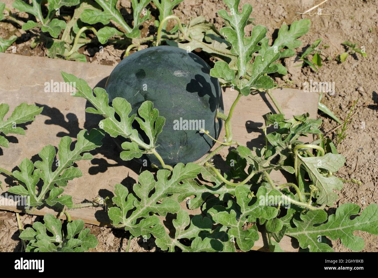 Watermelon plot hi-res stock photography and images - Alamy