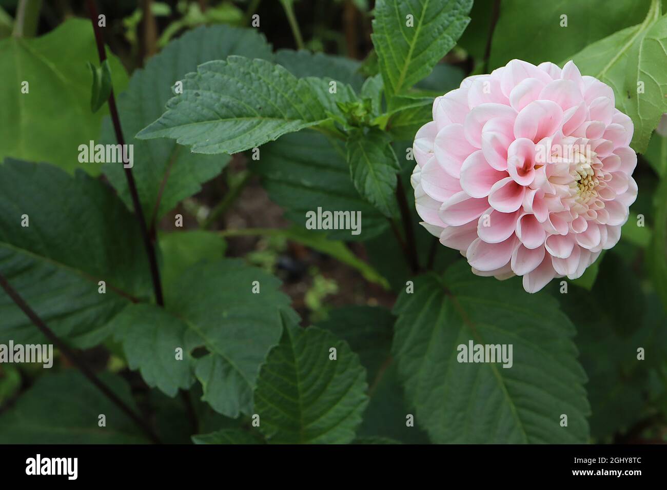 Dahlia ‘Wizard of Oz’ Ball dahlia Group 6 light pink spherical flowers ...