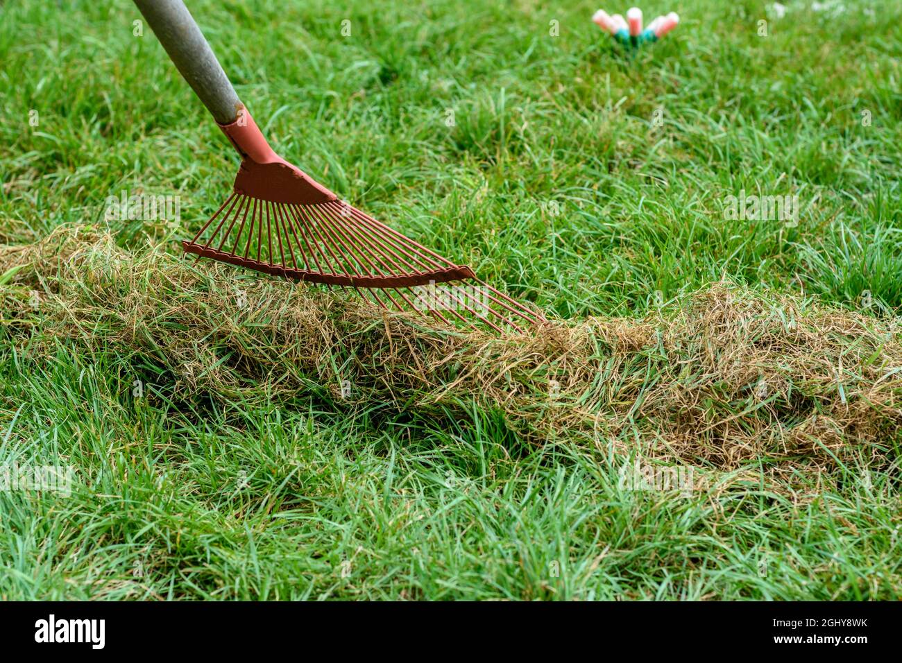 Cleaning mowed grass from the lawn with a fan rake, close-up Stock ...