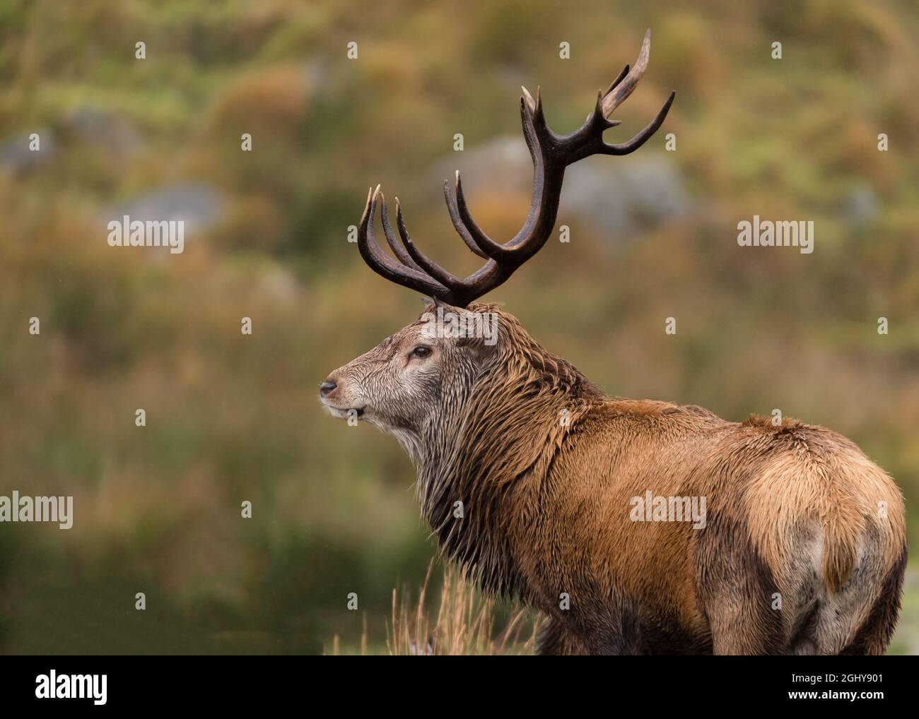 red deer with majestic antlers looking to the left Stock Photo - Alamy