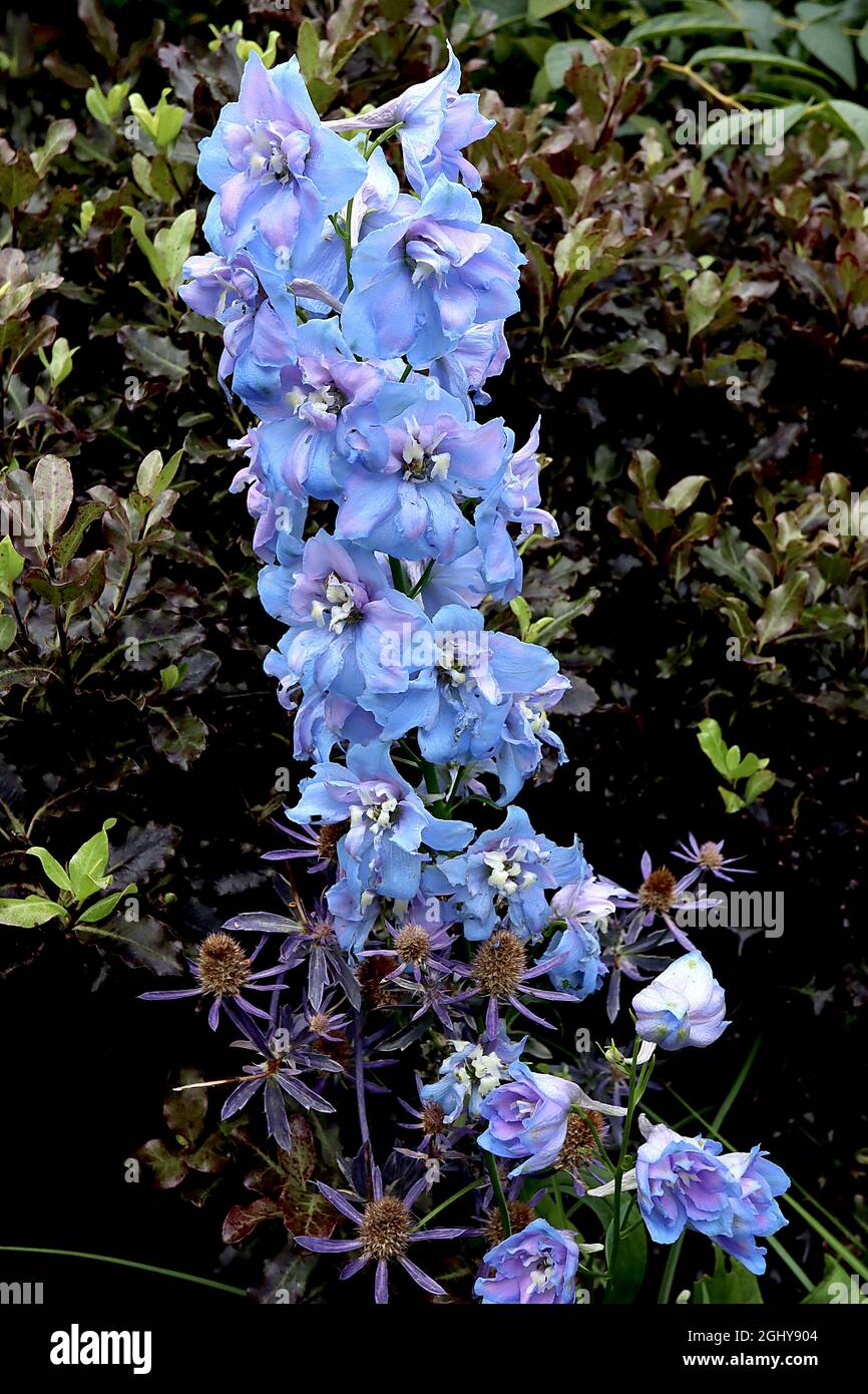 Delphinium ‘Magic Fountain Sky Blue’ Larkspur Sky Blue – upright racemes of bright blue flowers ...